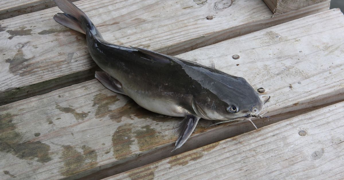 5 Catfish Safety Tips For Properly Holding Whiskery Fish – Mystery ...