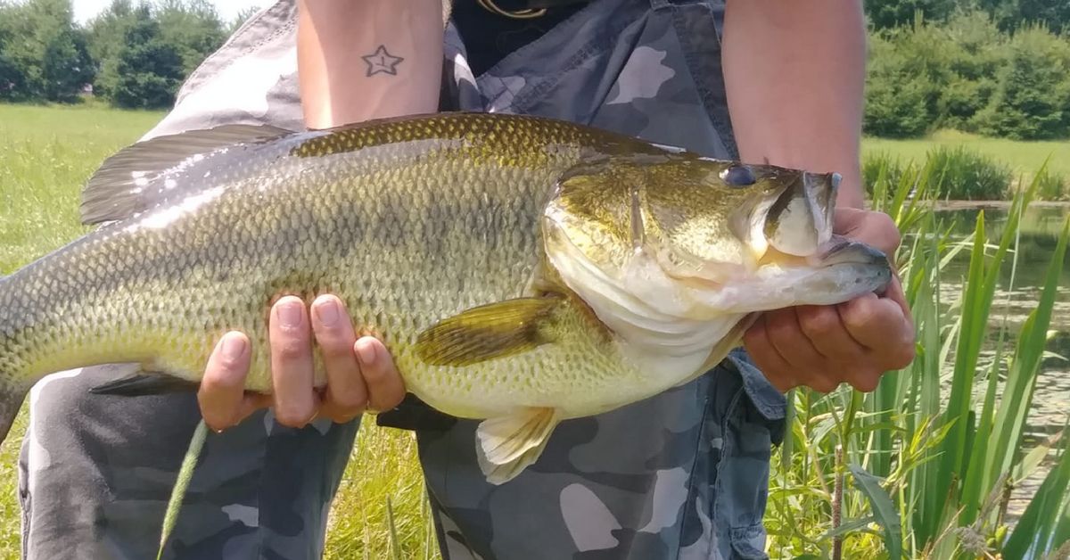 How To Fish A French Fry Bait: Catch Big Ones With This Little Bass Sn ...