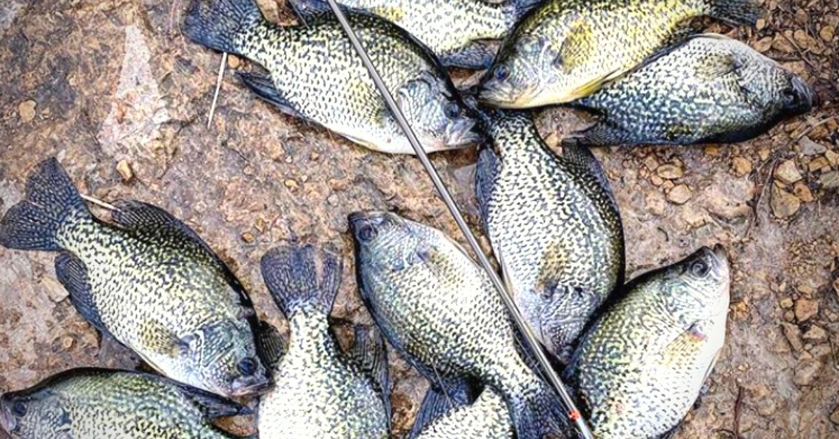 The 5 Best Soft Plastics For Catching Gigantic Crappie – Mystery Tackle Box