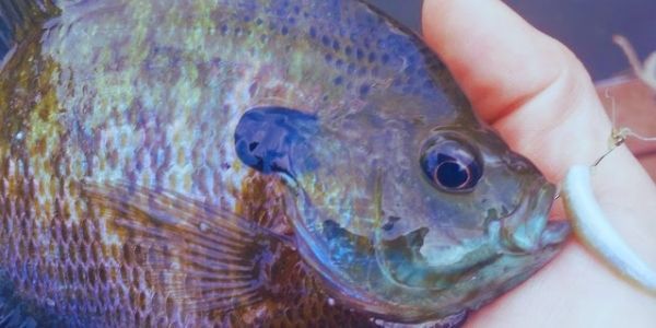 Simple Fishing Tips: 3 Ways To Understand Fish Behavior – Mystery ...