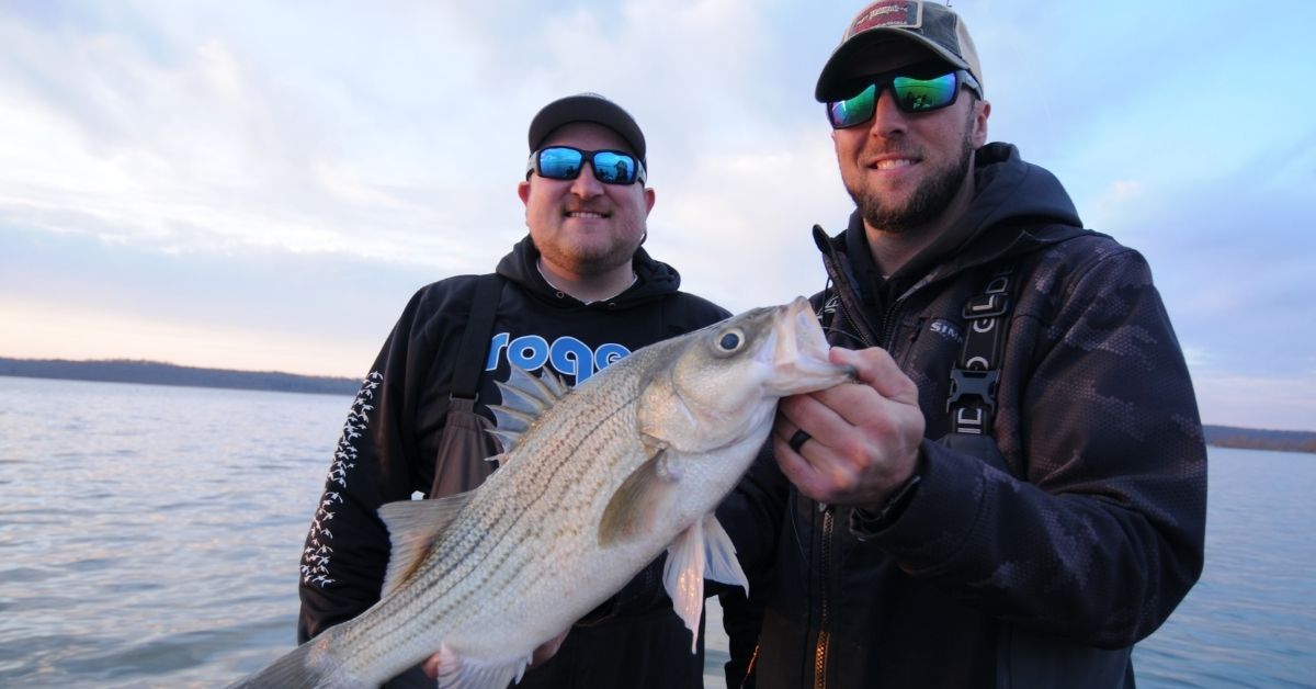 Fishing Guide Explains How To Catch Hybrid Striped Bass (Wipers ...