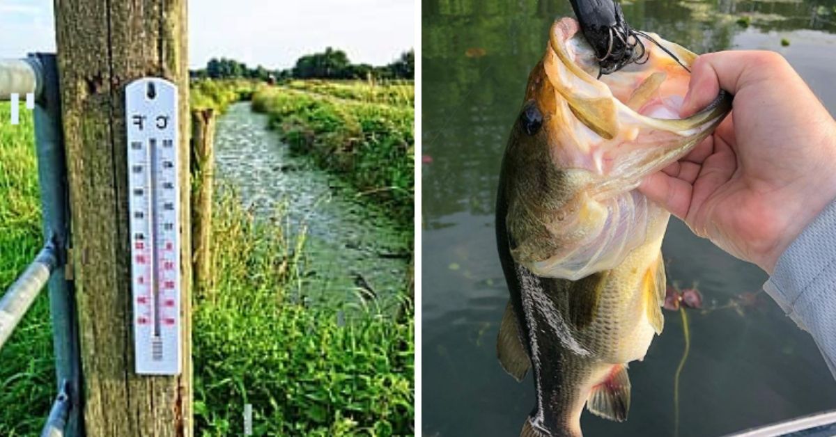 How To Avoid Summer Fish Kills When The Lake Feels Like Bathwater ...