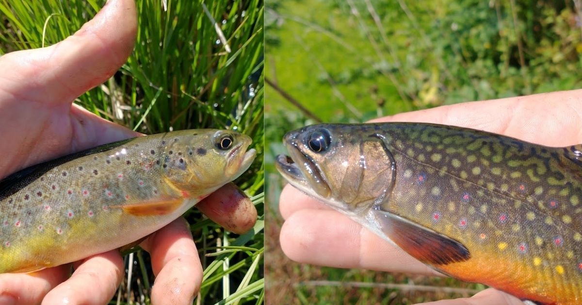 Early Spring Trout Fishing Tips That Work For Any Angler – Mystery ...