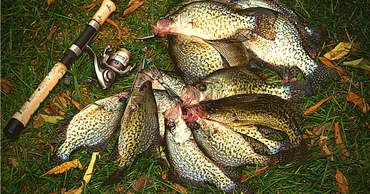 White Crappie vs Black Crappie: How To Tell The Difference – Mystery ...