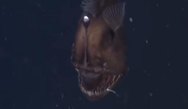 Meet The Anglerfish: The Fish That Invented Fishing – Mystery Tackle Box