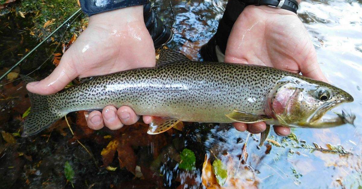 How To Catch Trout Below Dams – Mystery Tackle Box