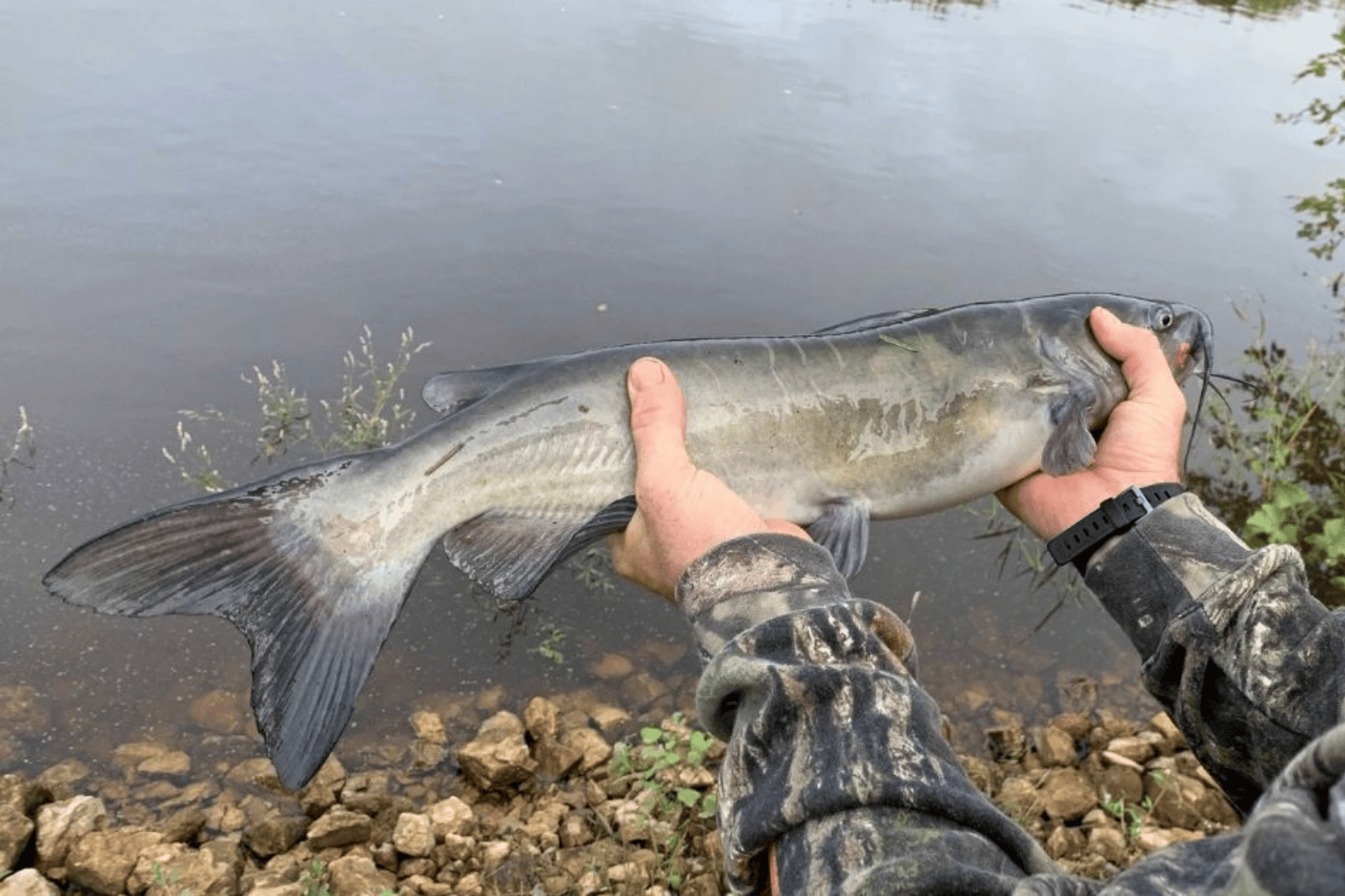 Complete Guide to Catfishing: Find, Catch, and Cook Them – Mystery ...