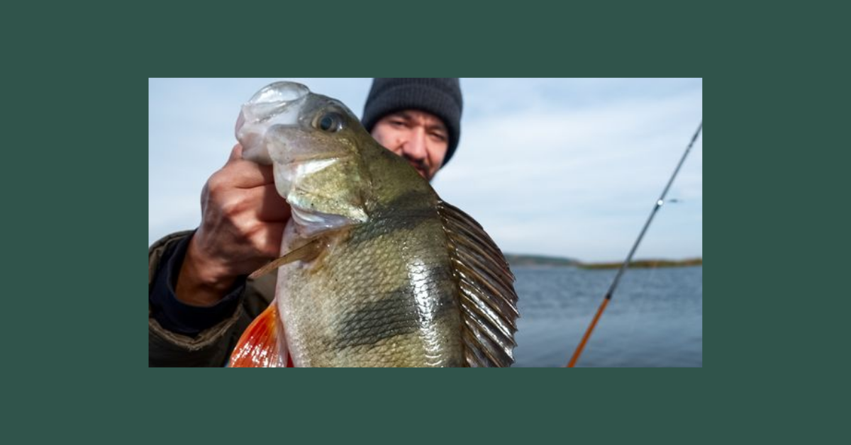 How To Target Jumbo Perch – Mystery Tackle Box