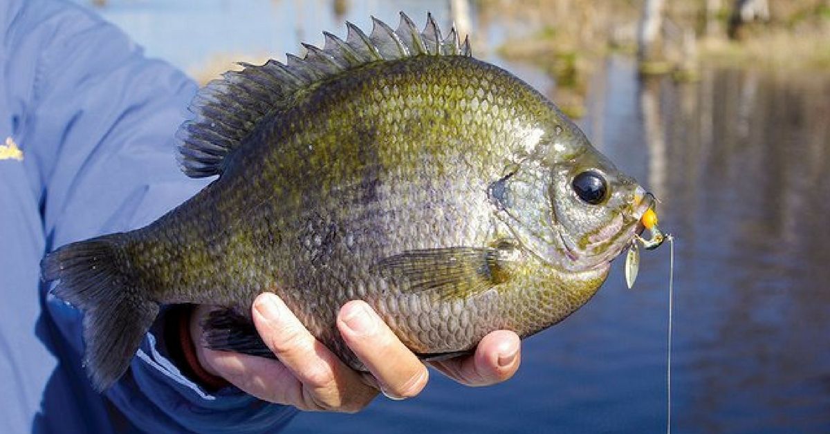 How To Fish A Little Underspin For Panfish – Mystery Tackle Box